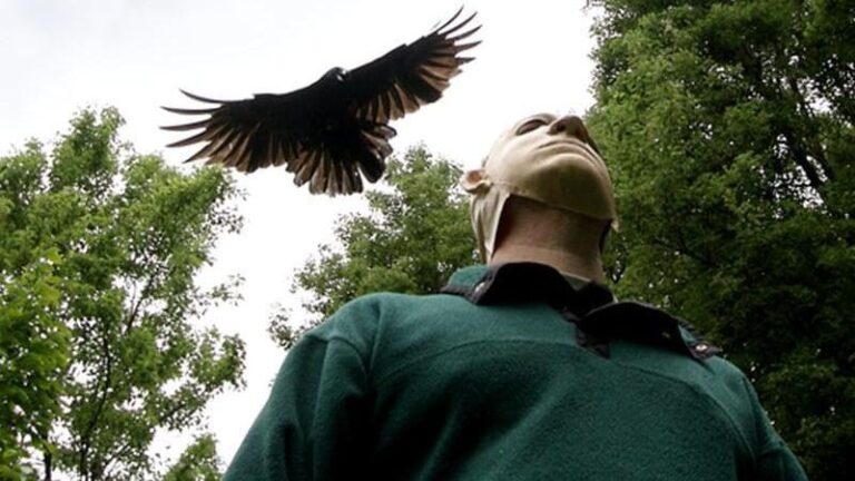 When Birds Attack: What to Do in a Bird Emergency